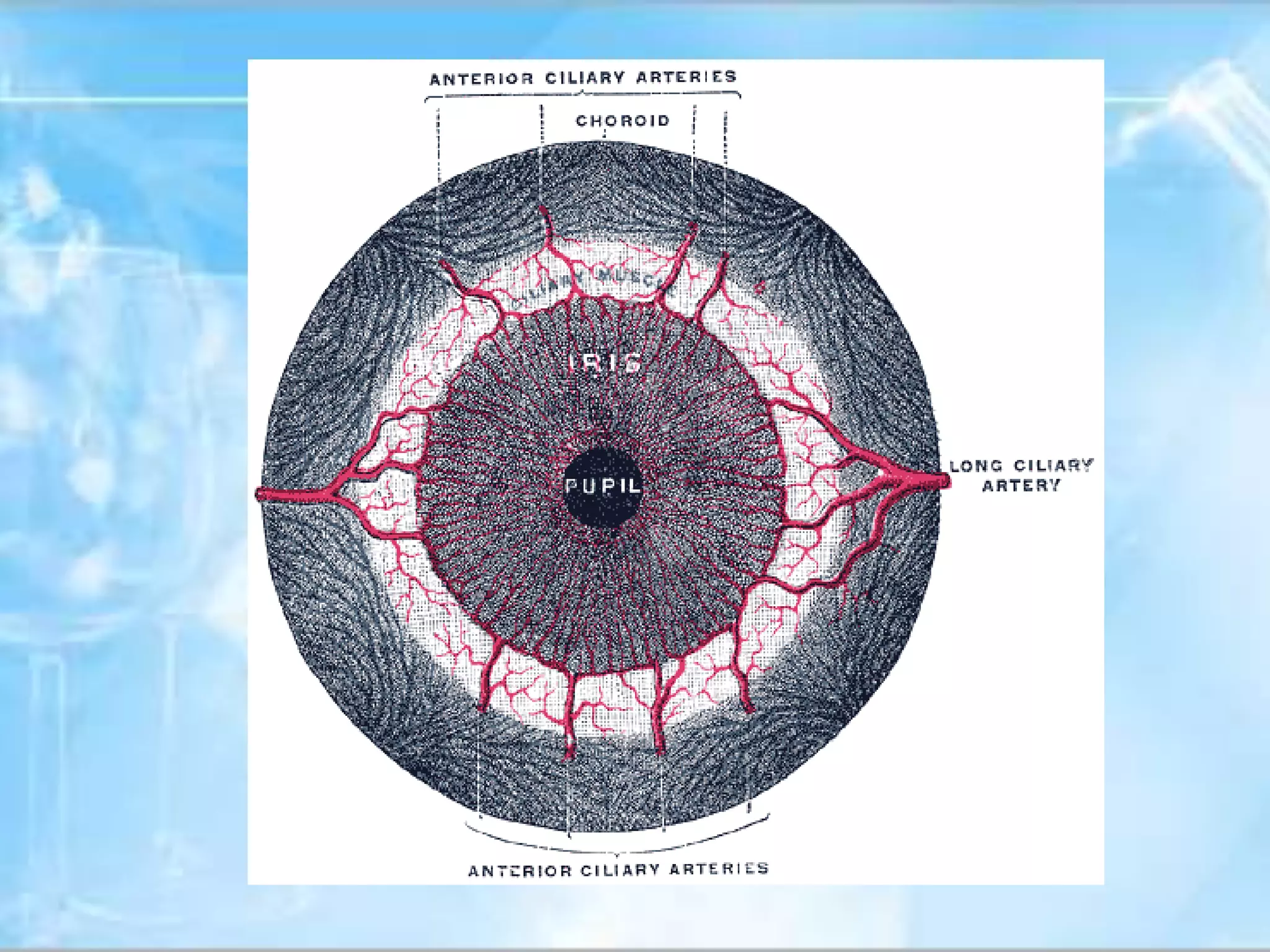 Anatomy of uvea | PPTX