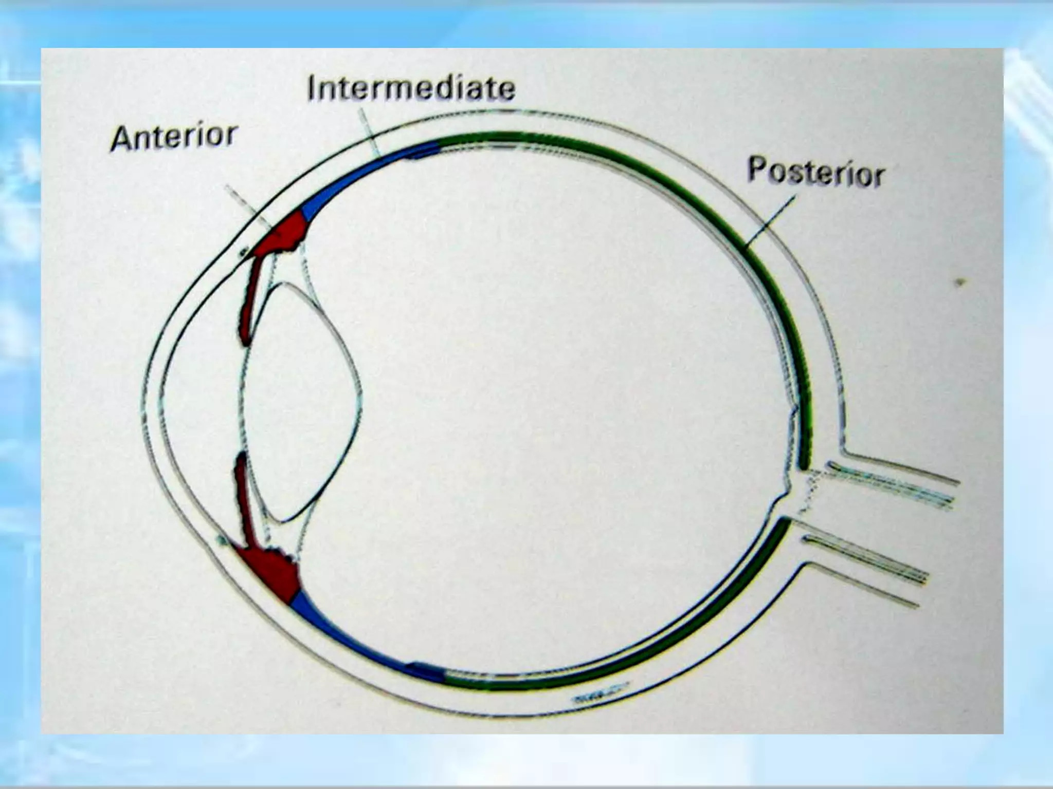 Anatomy of uvea | PPTX