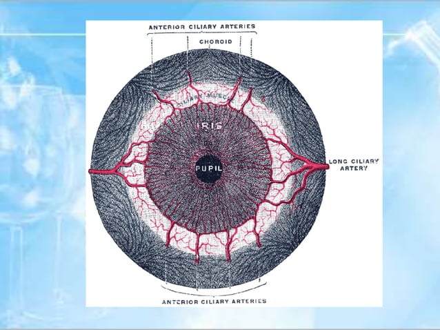 Anatomy of uvea | PPTX | Pregnancy | Reproductive Health