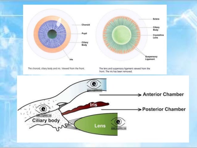 Anatomy of uvea