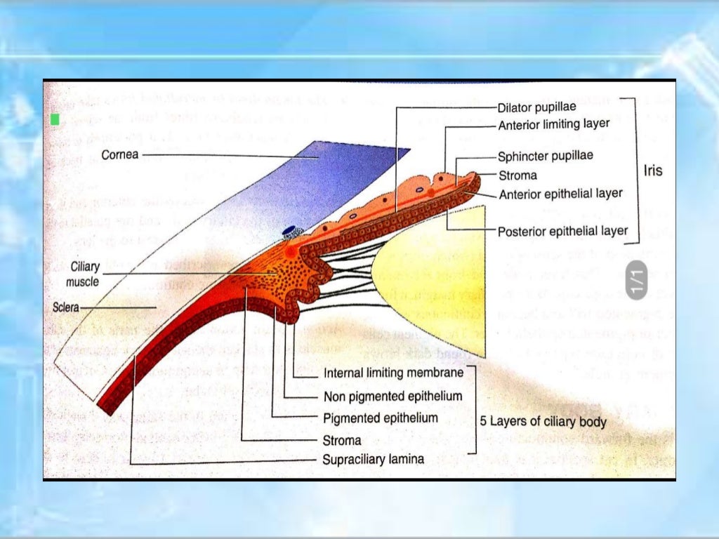 Anatomy of uvea