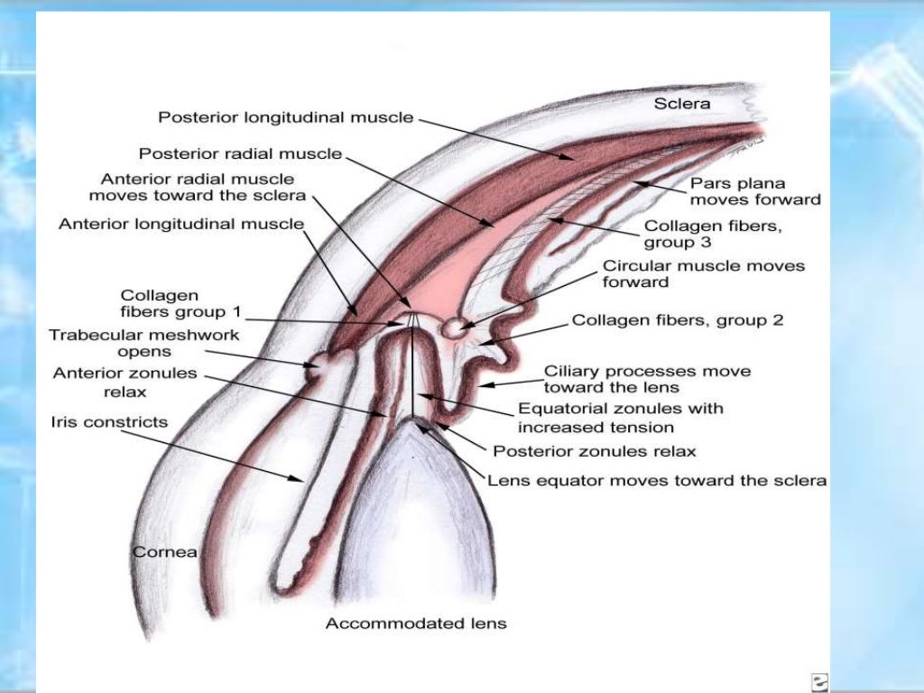 Anatomy of uvea