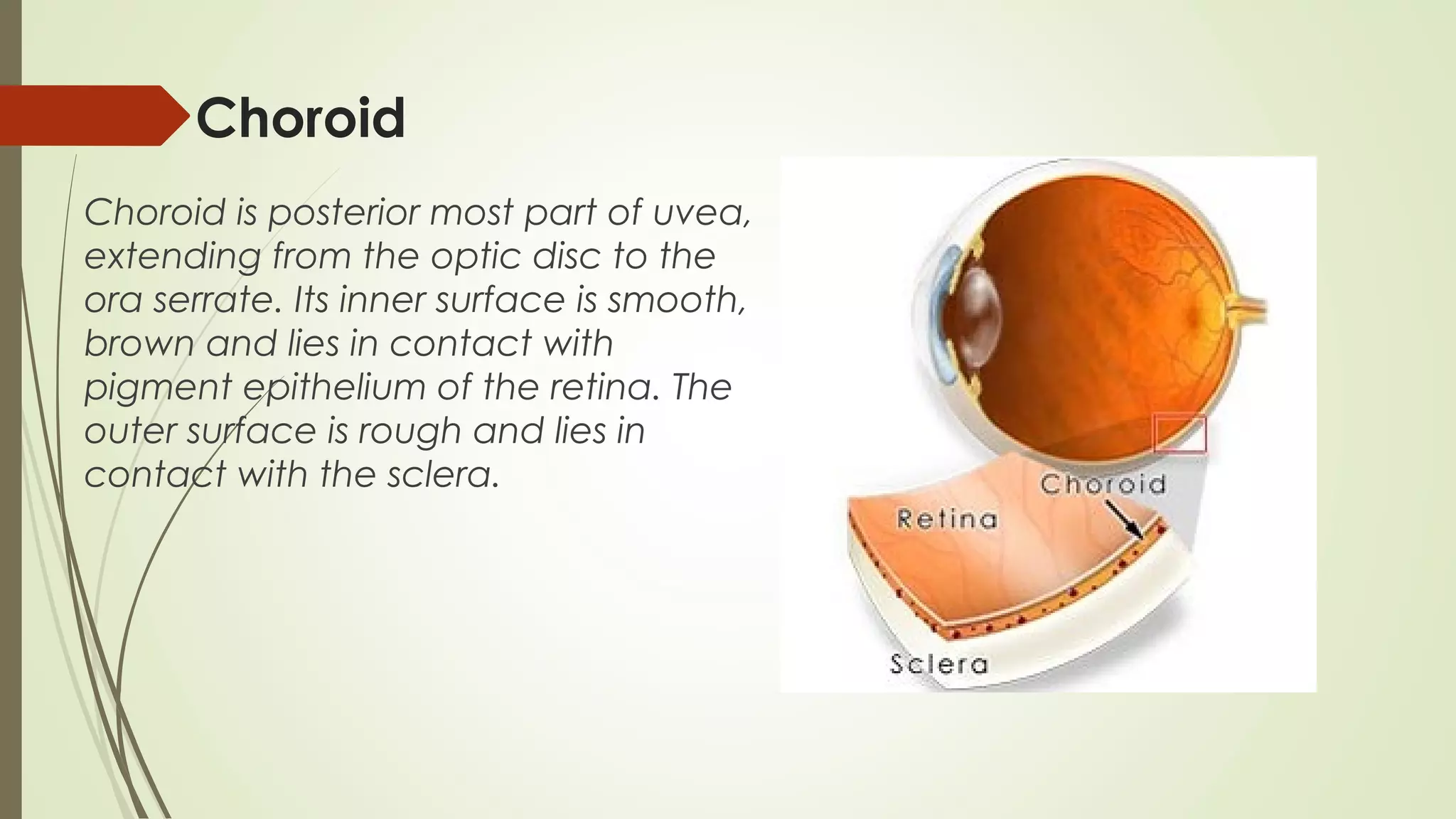 Anatomy of uvea | PPT