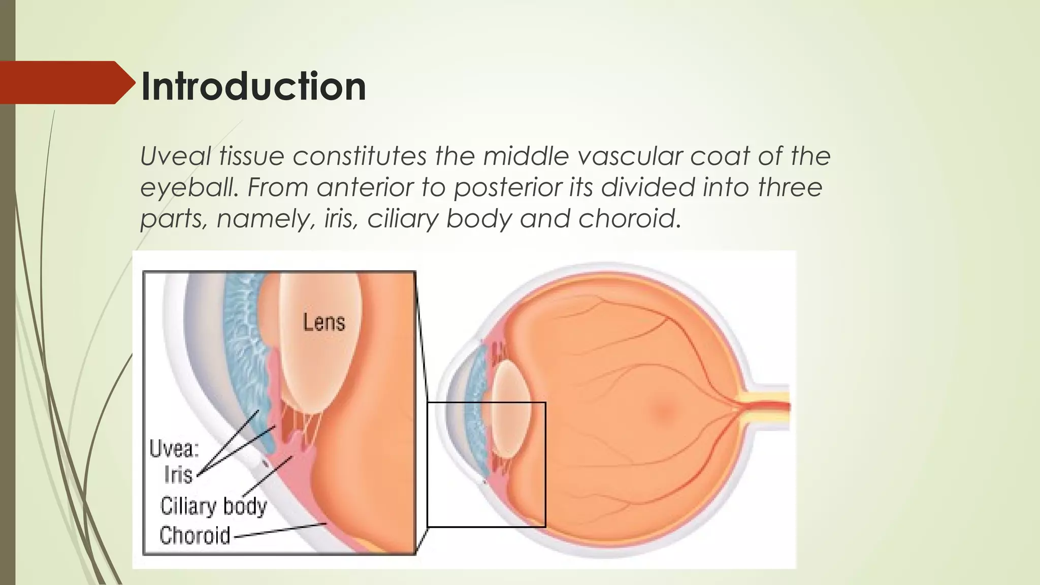 Anatomy of uvea | PPT