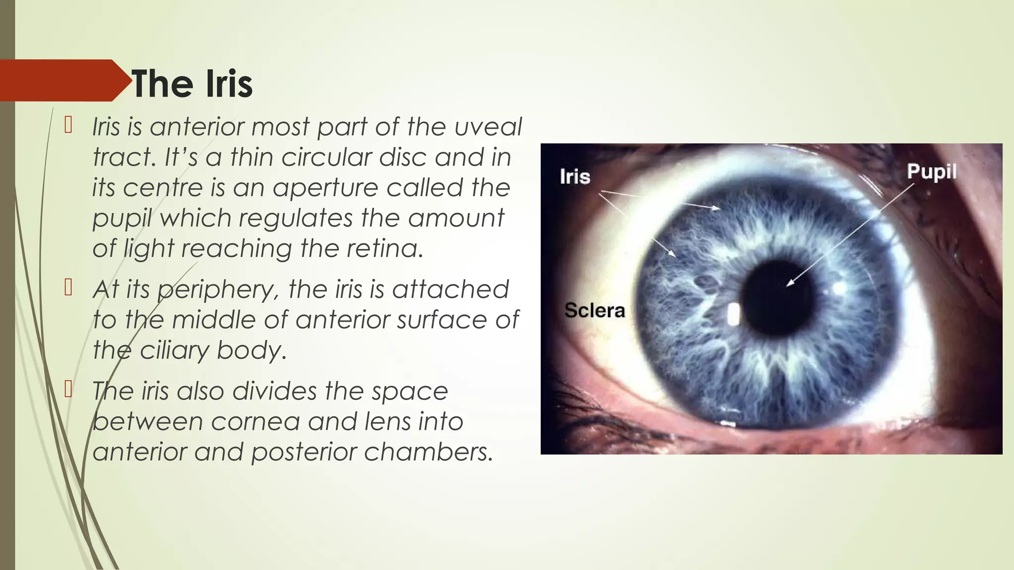 Anatomy of uvea | PPT