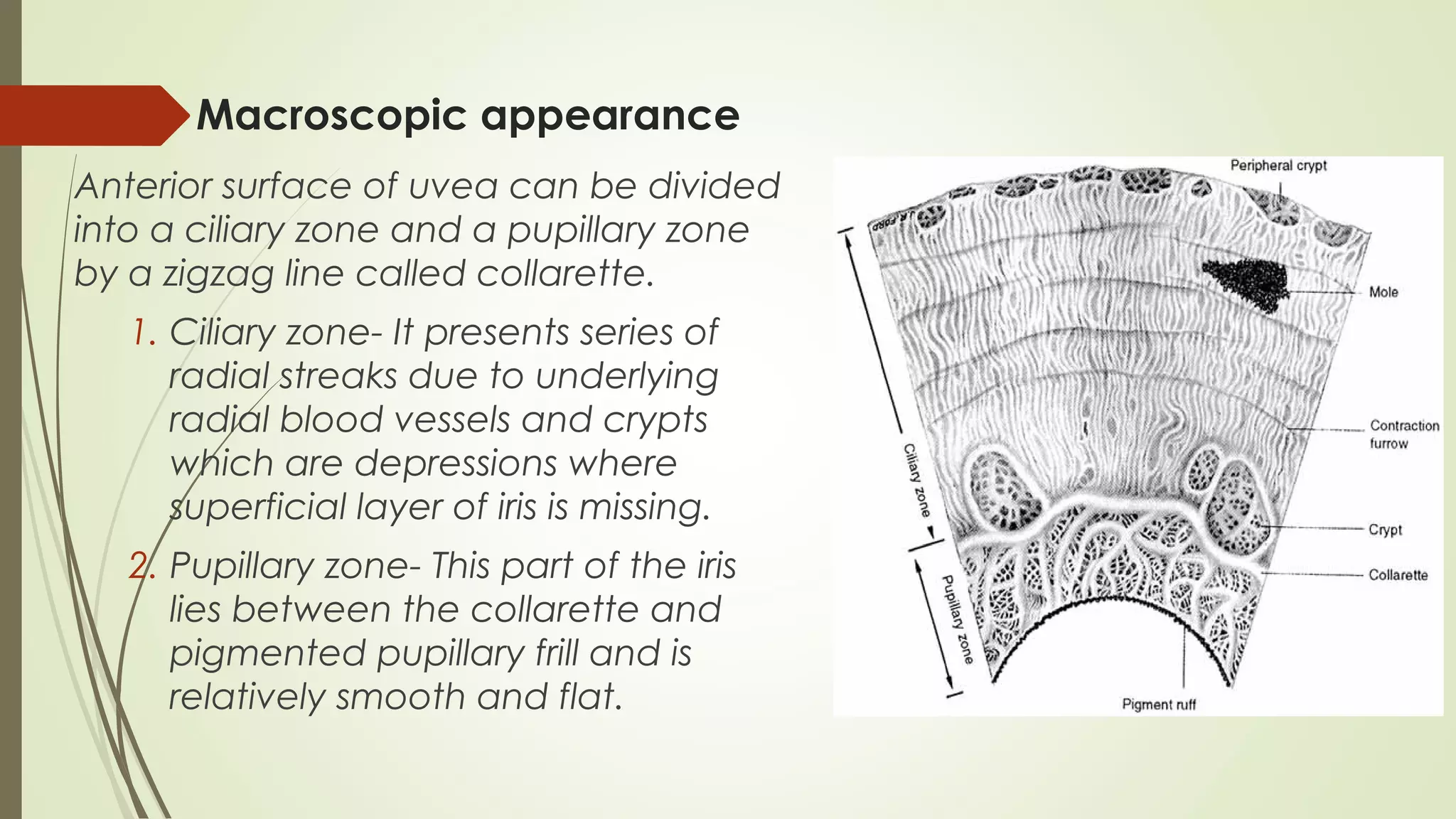 Anatomy of uvea | PPT