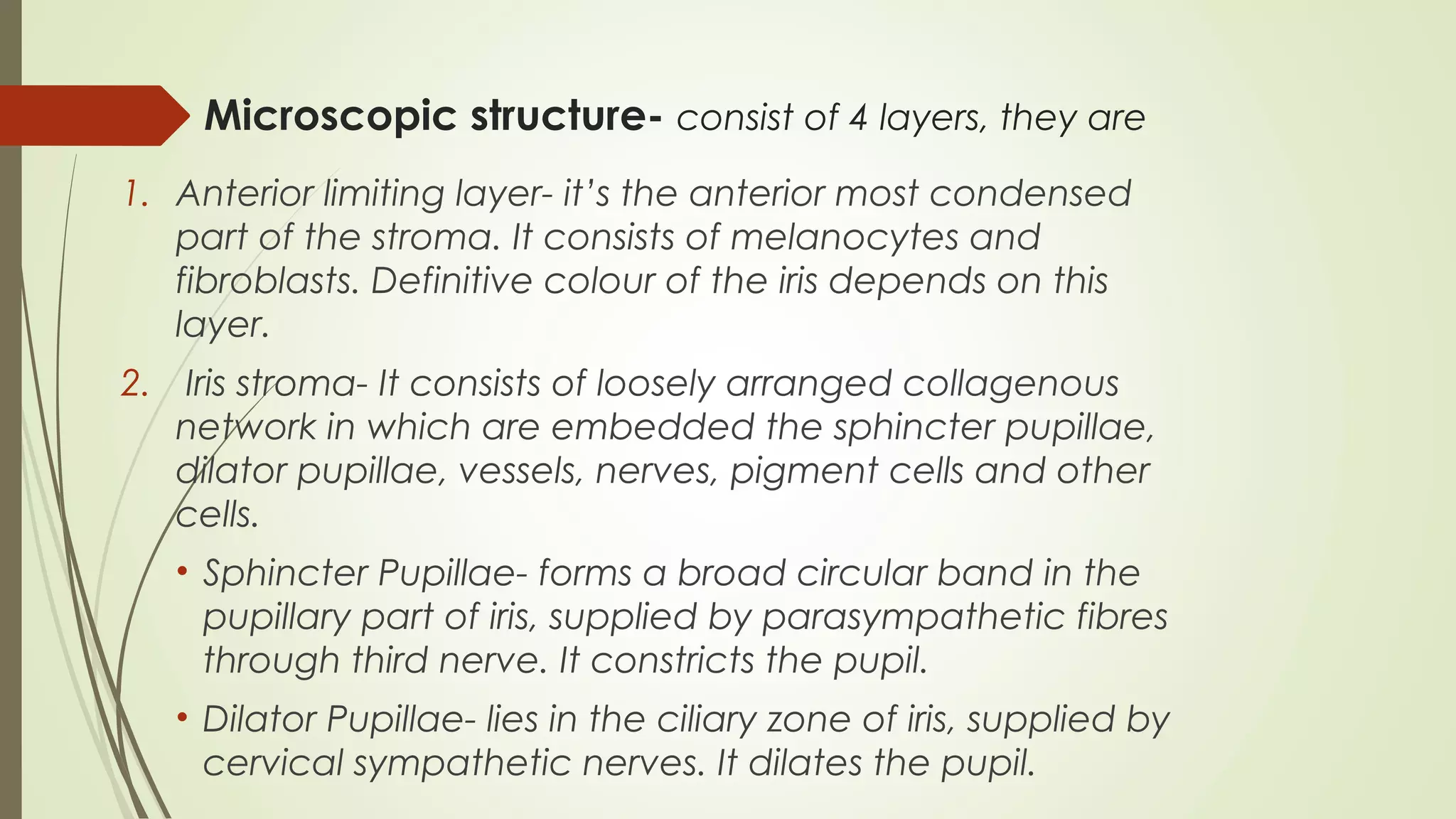 Anatomy of uvea | PPT