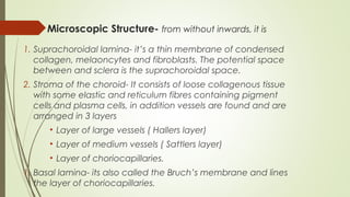 Anatomy of uvea | PPT