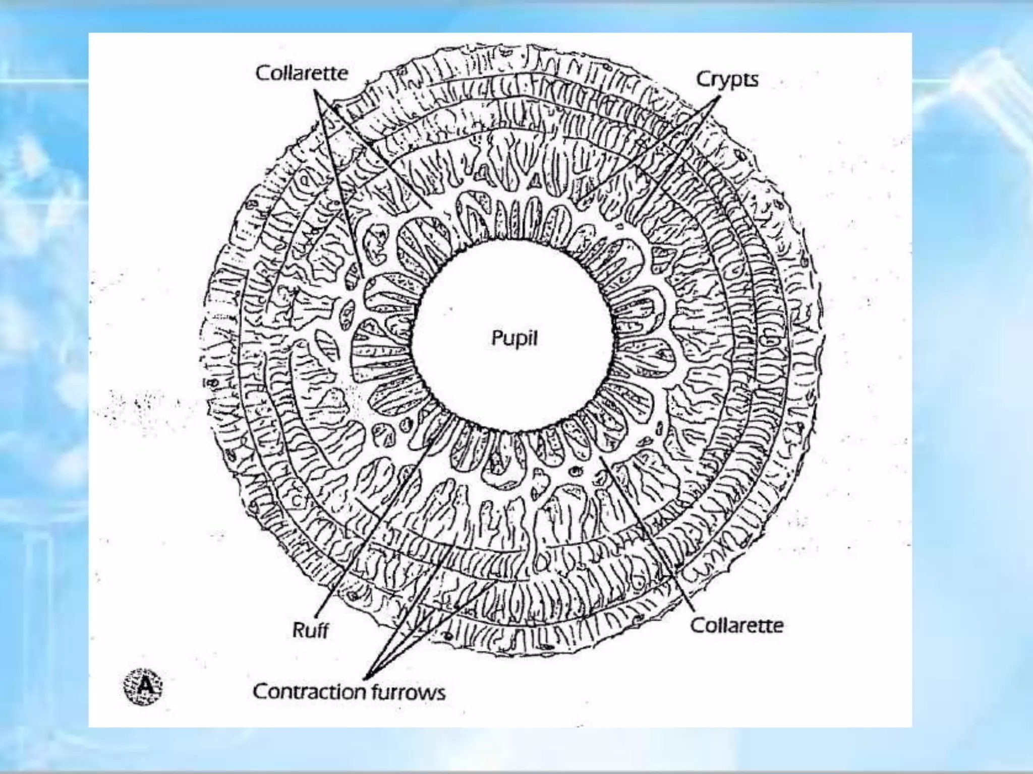 #ANATOMY OF UVEA (IRIS, CILLIARY BODY, CHOROID) | PDF
