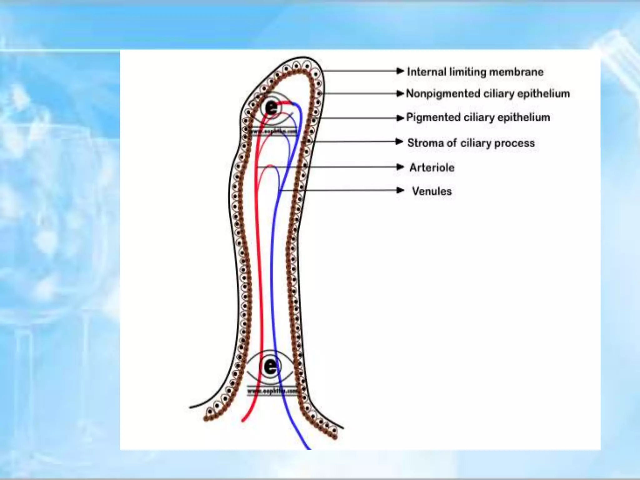 #ANATOMY OF UVEA (IRIS, CILLIARY BODY, CHOROID) | PDF