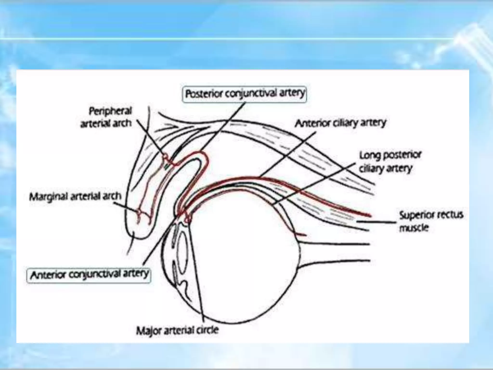 #ANATOMY OF UVEA (IRIS, CILLIARY BODY, CHOROID) | PDF