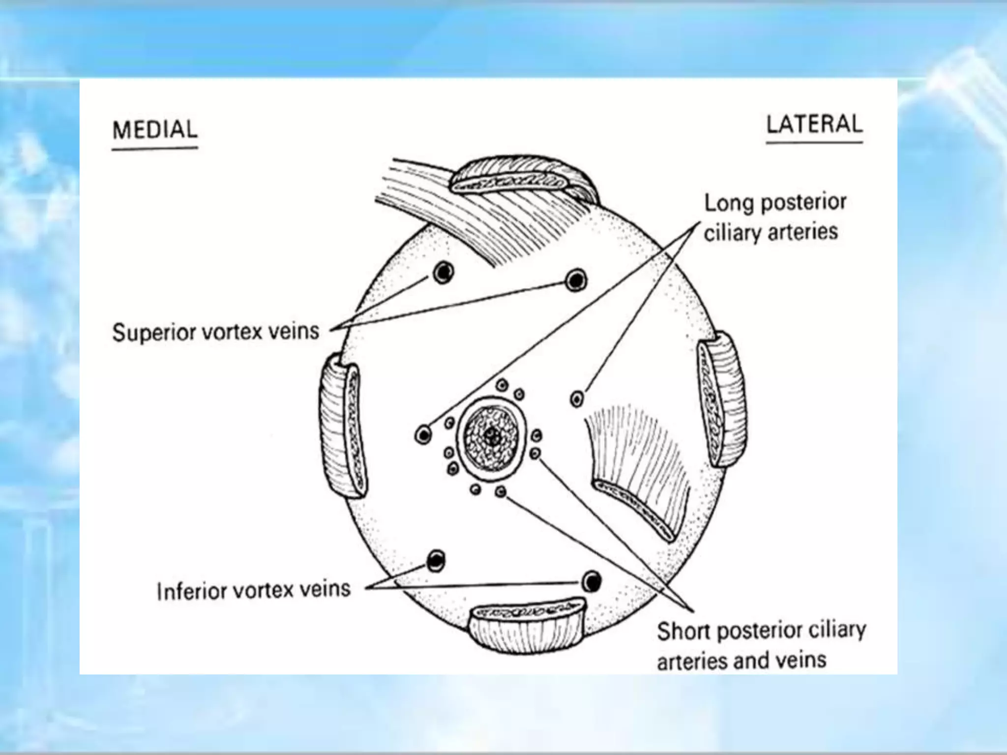 #ANATOMY OF UVEA (IRIS, CILLIARY BODY, CHOROID) | PDF
