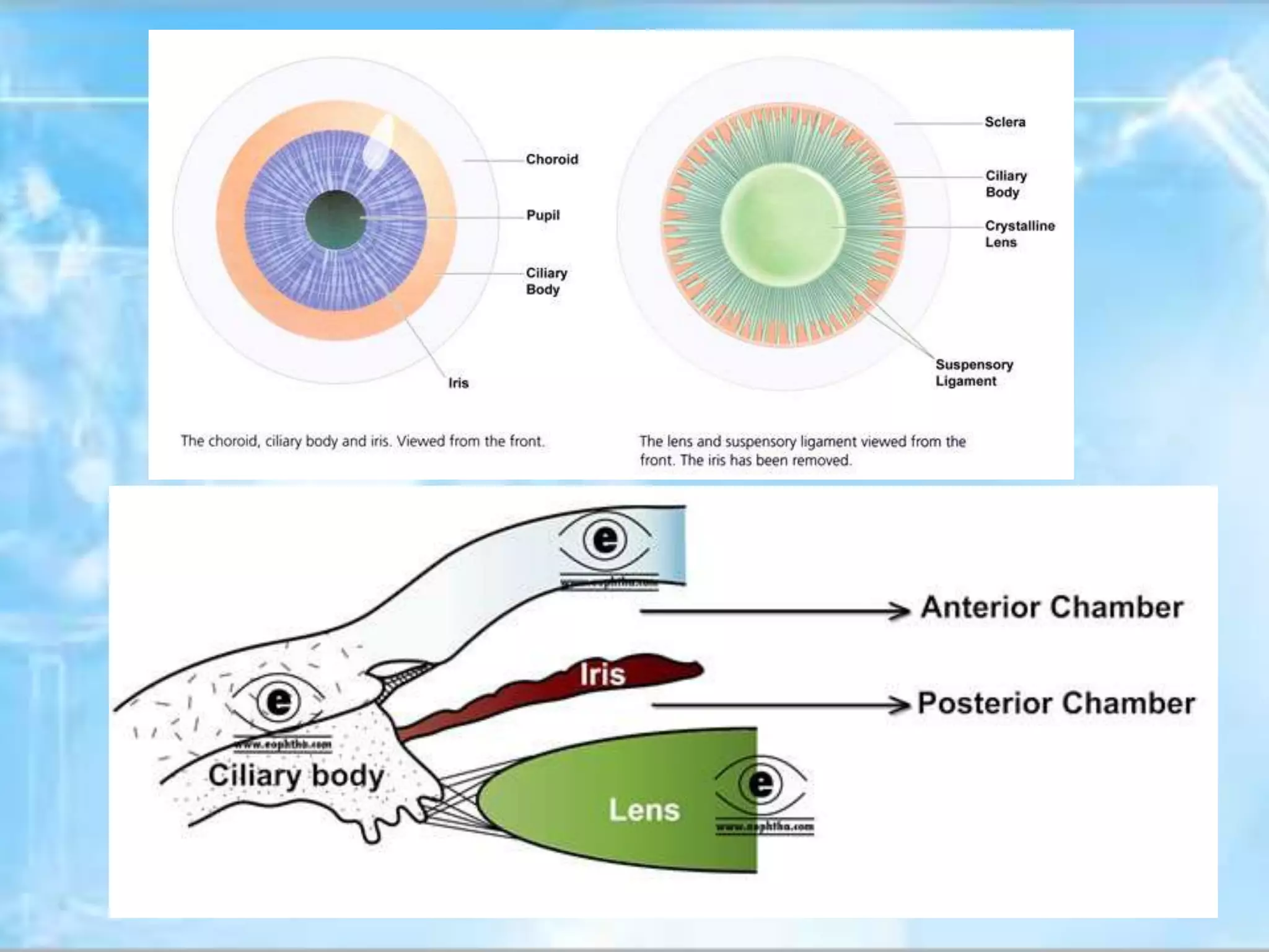 #ANATOMY OF UVEA (IRIS, CILLIARY BODY, CHOROID) | PDF