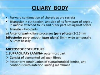 Ciliary Body
