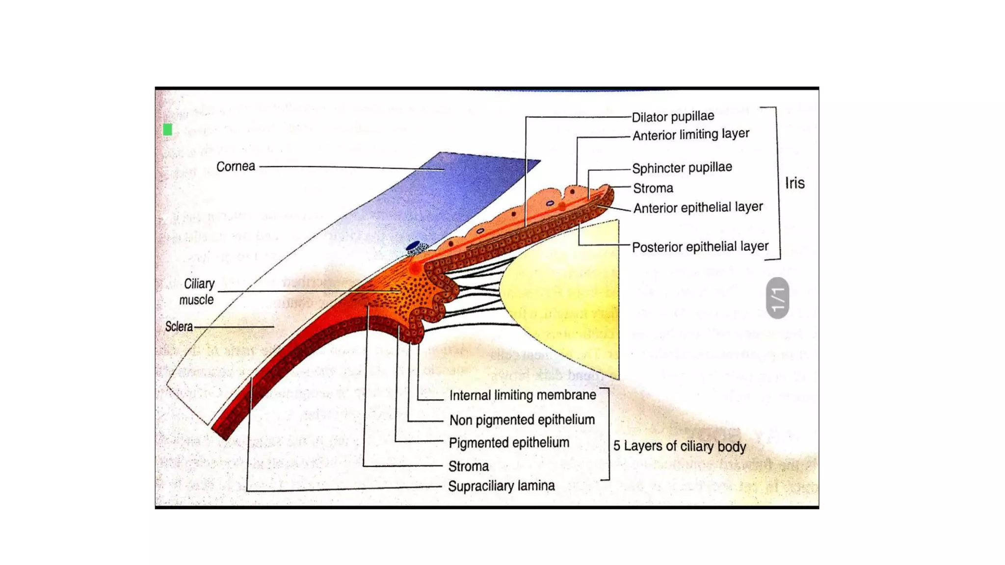 Anatomy of uvea | PPTX