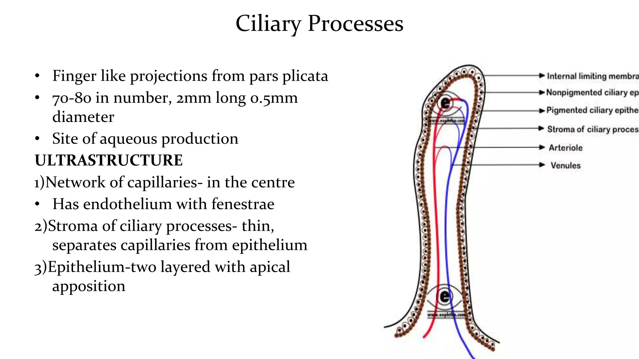 Anatomy of uvea | PPTX