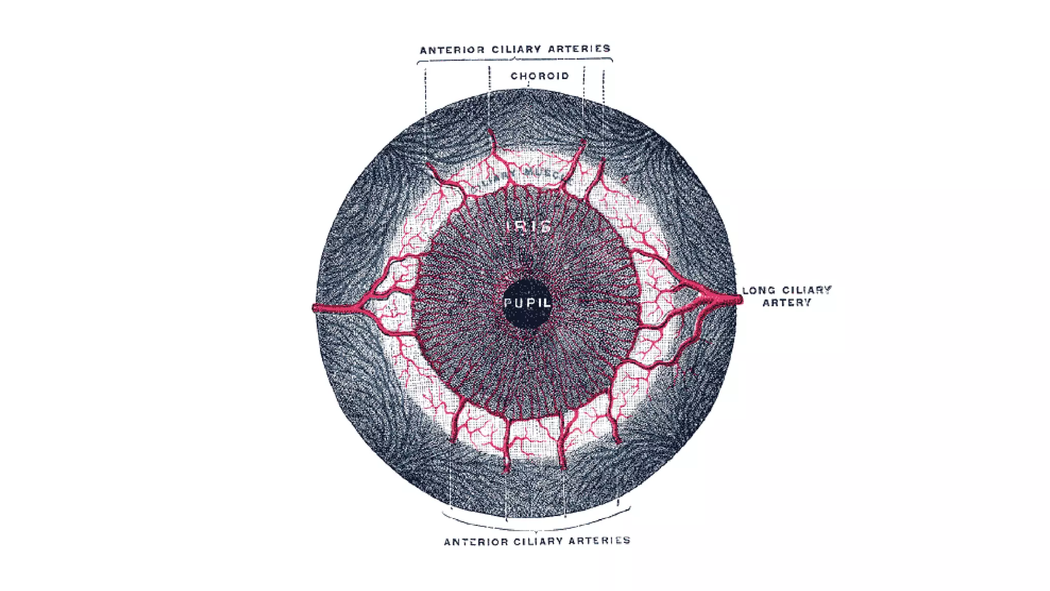 Anatomy of uvea | PPTX