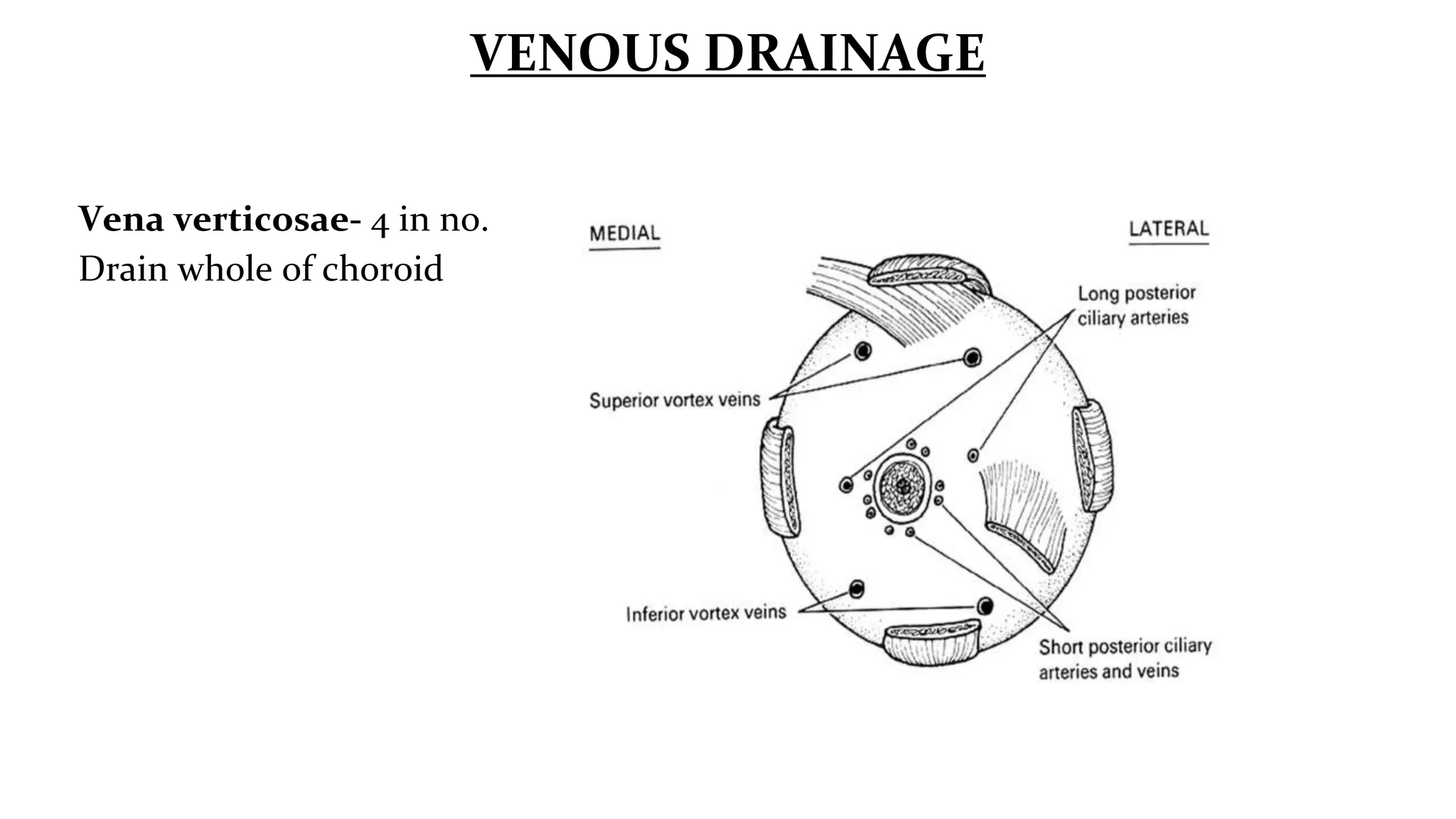Anatomy of uvea | PPTX
