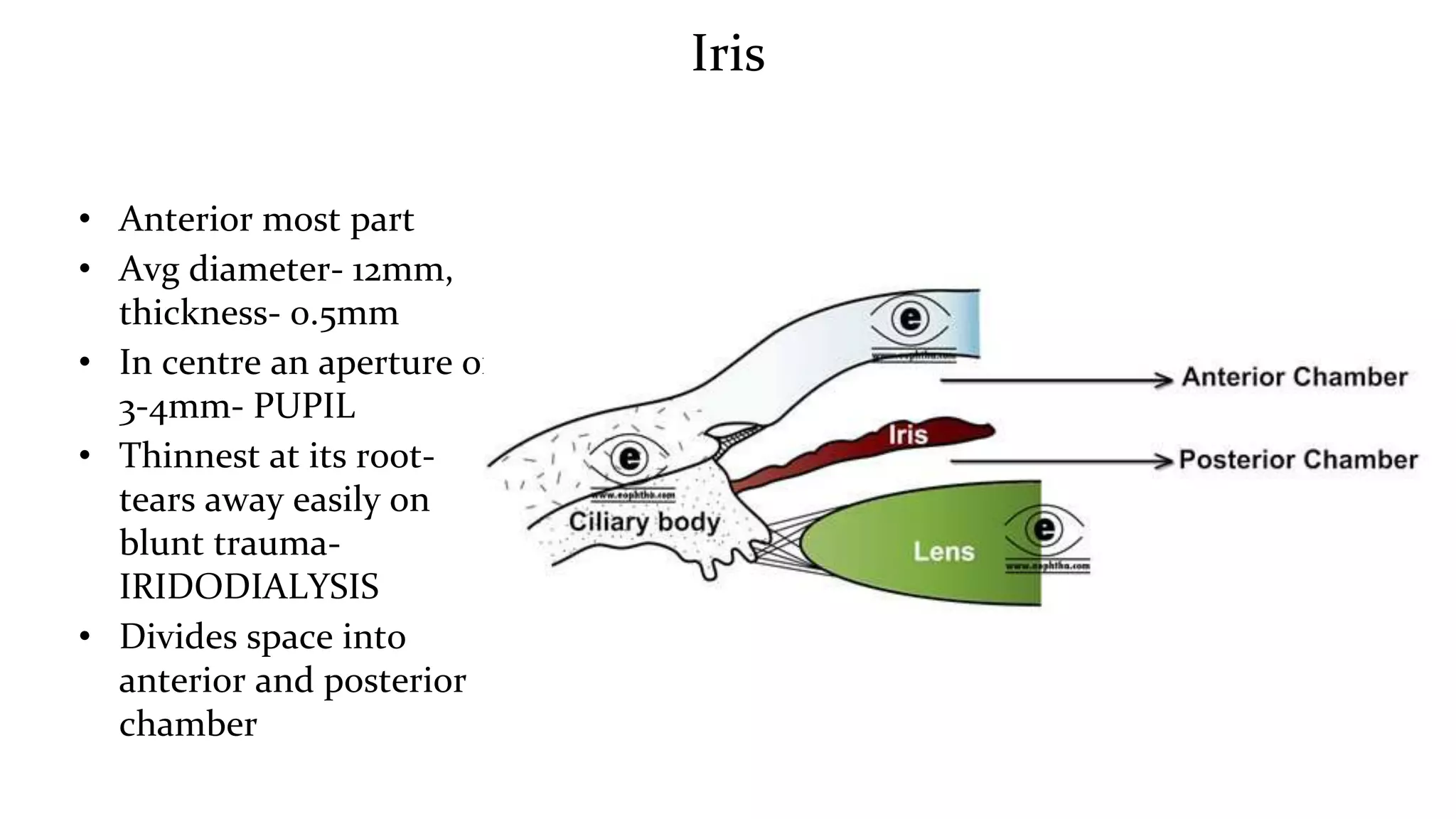 Anatomy of uvea | PPTX
