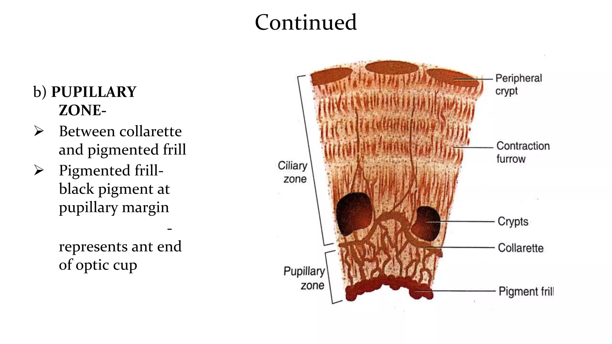 Anatomy of uvea | PPTX