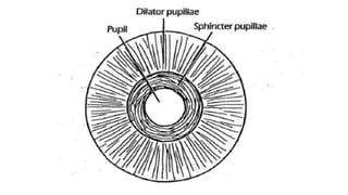 Anatomy of uvea | PPTX