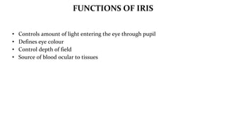 Anatomy of uvea | PPTX