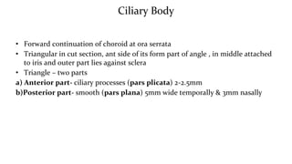 Anatomy of uvea | PPTX