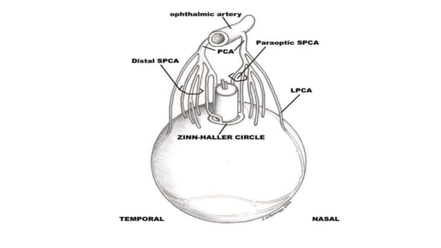 Anatomy of uvea | PPTX