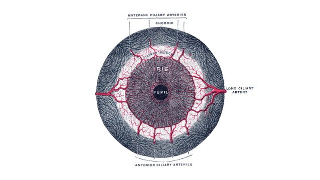 Anatomy of uvea | PPTX