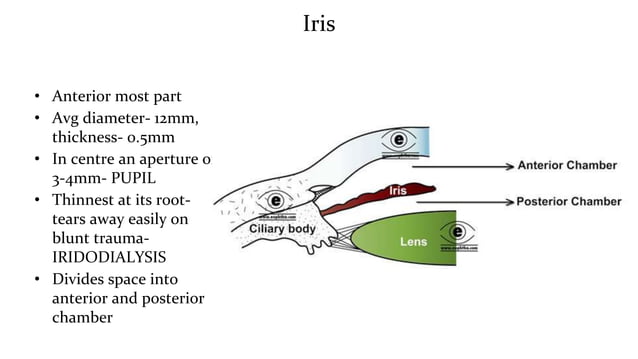 Anatomy of uvea | PPTX