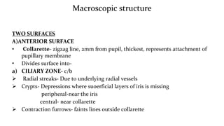 Anatomy of uvea | PPTX