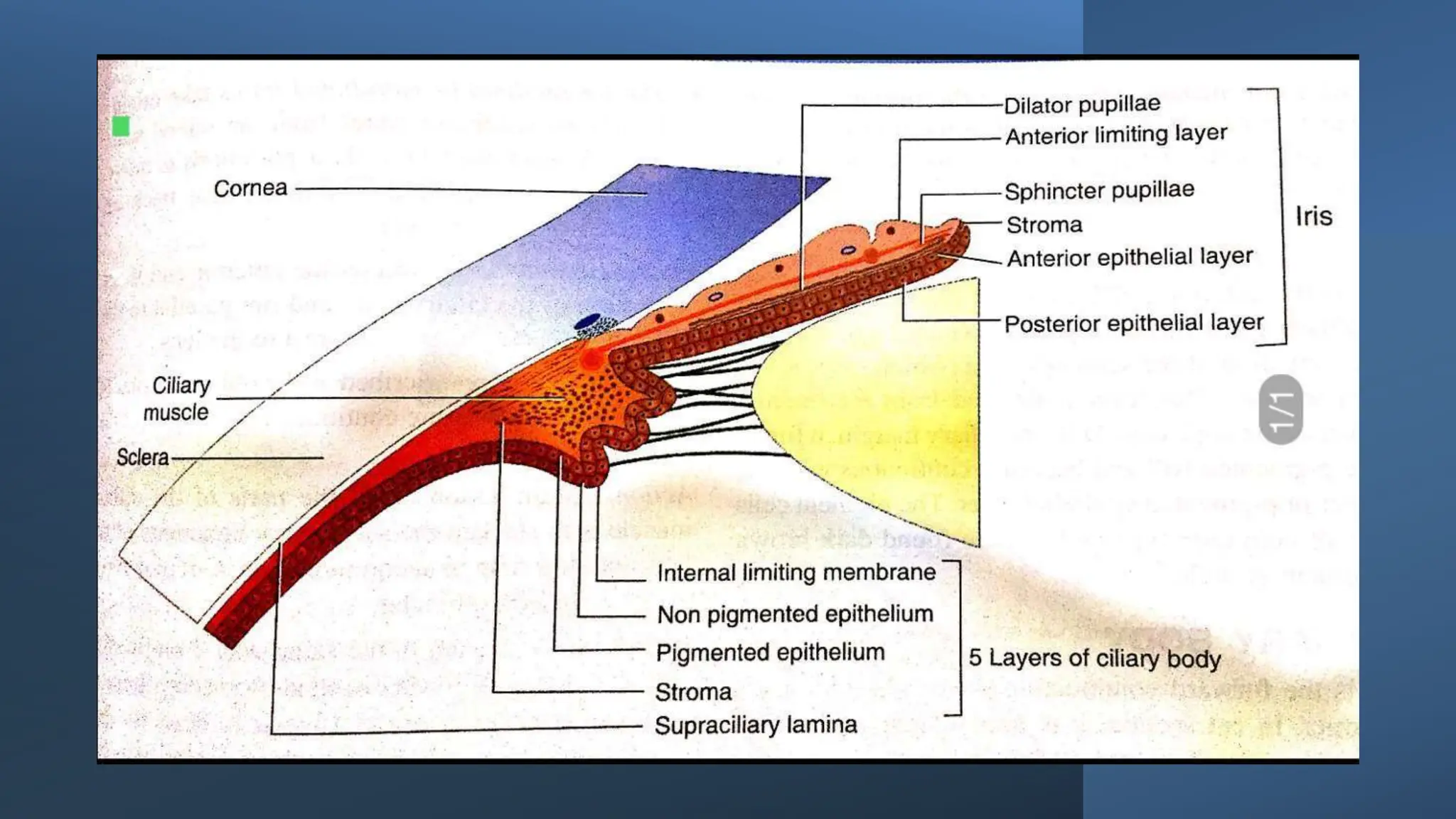 anatomyofuvea , iris , ciliary body , choroid | PPTX | Eye and Vision ...