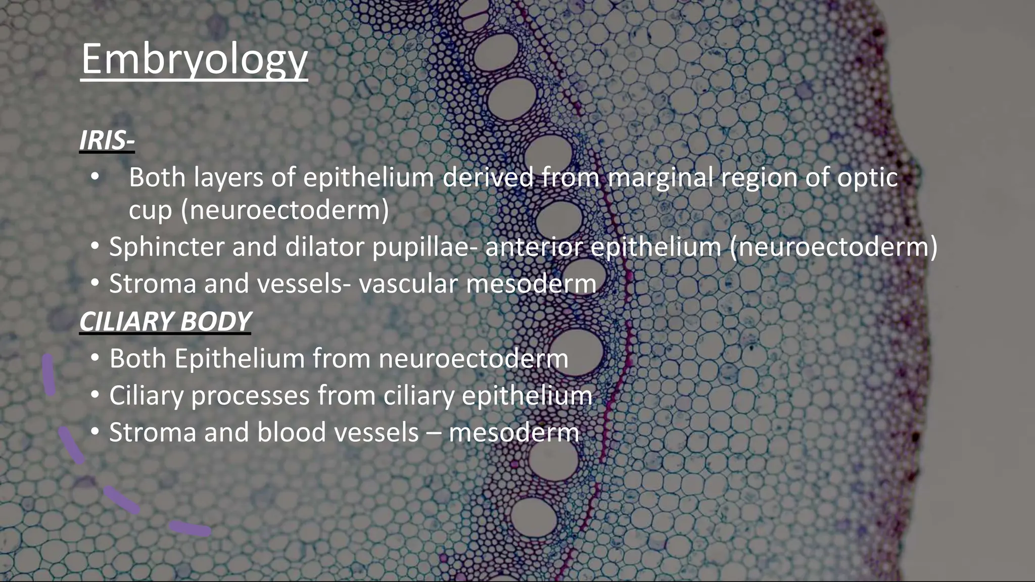 anatomyofuvea , iris , ciliary body , choroid | PPTX | Eye and Vision ...