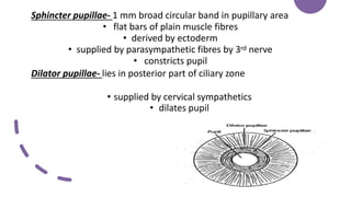 anatomyofuvea , iris , ciliary body , choroid | PPTX | Eye and Vision ...