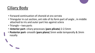 anatomyofuvea , iris , ciliary body , choroid | PPTX | Eye and Vision ...