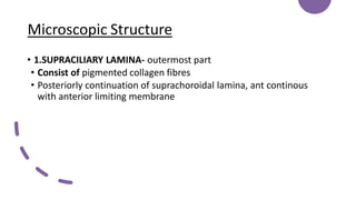 anatomyofuvea , iris , ciliary body , choroid | PPTX | Eye and Vision ...