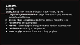 anatomyofuvea , iris , ciliary body , choroid | PPTX