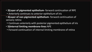 anatomyofuvea , iris , ciliary body , choroid | PPTX
