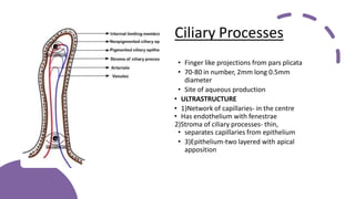 anatomyofuvea , iris , ciliary body , choroid | PPTX | Eye and Vision ...