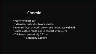 anatomyofuvea , iris , ciliary body , choroid | PPTX | Eye and Vision ...