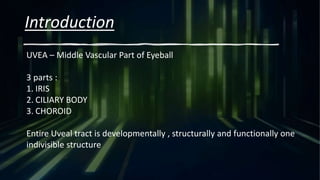 anatomyofuvea , iris , ciliary body , choroid | PPTX | Eye and Vision ...