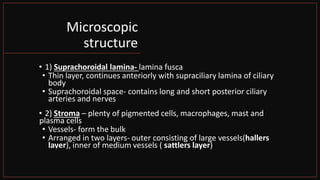 anatomyofuvea , iris , ciliary body , choroid | PPTX