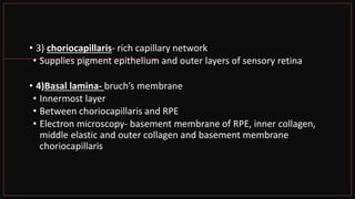 anatomyofuvea , iris , ciliary body , choroid | PPTX