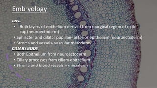 anatomyofuvea , iris , ciliary body , choroid | PPTX
