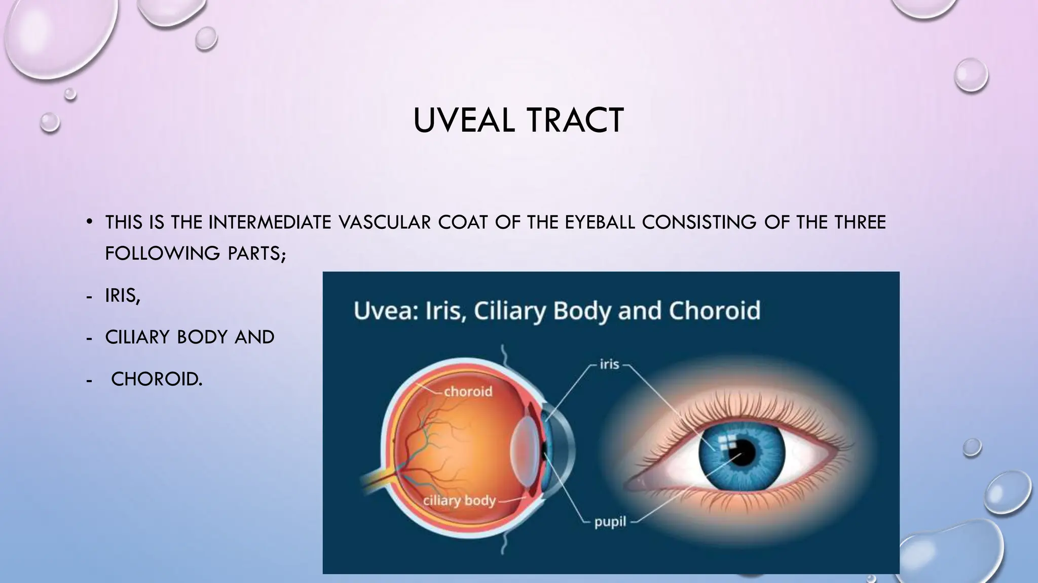 ANATOMY OF UVEA.pdf