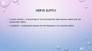 ANATOMY OF UVEA.pdf