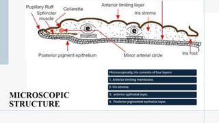 ANATOMY OF UVEA.pptx