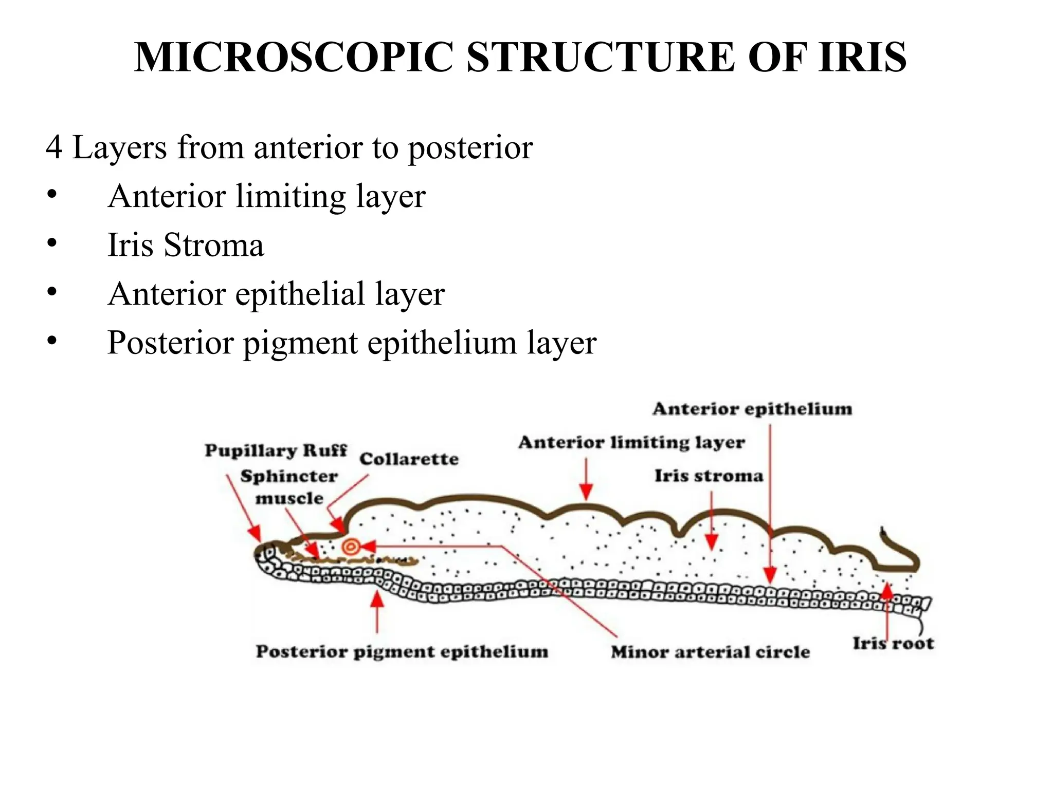 Anatomy of uvea and mechanism of uveitis.ppt