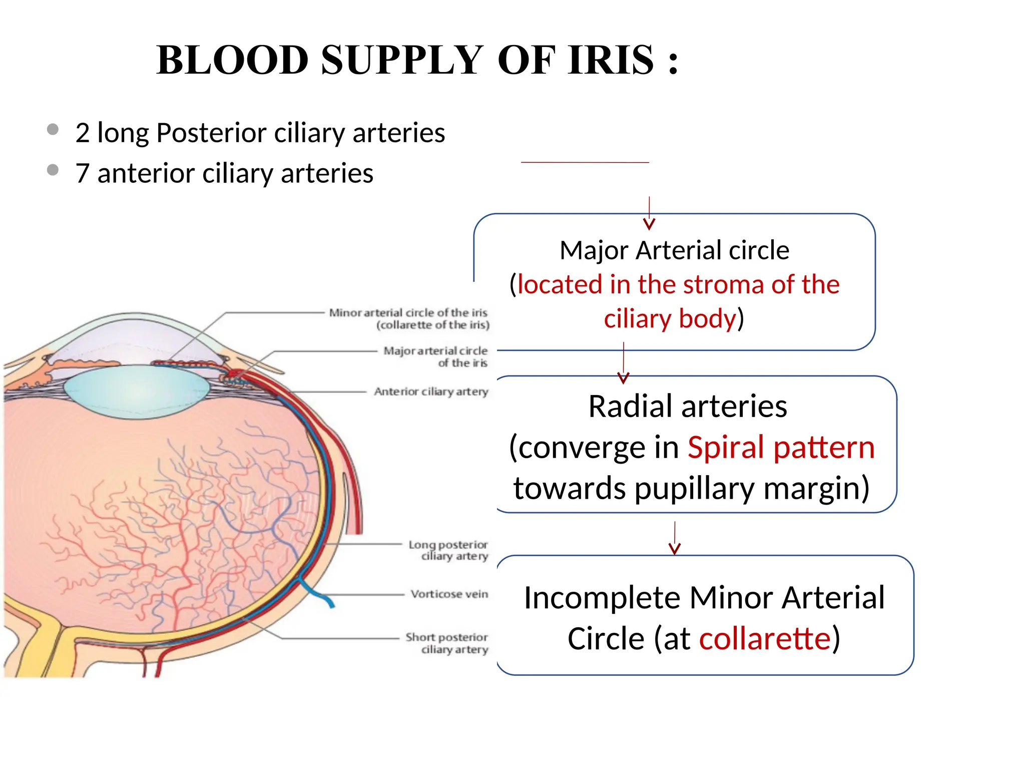 Anatomy of uvea and mechanism of uveitis.ppt
