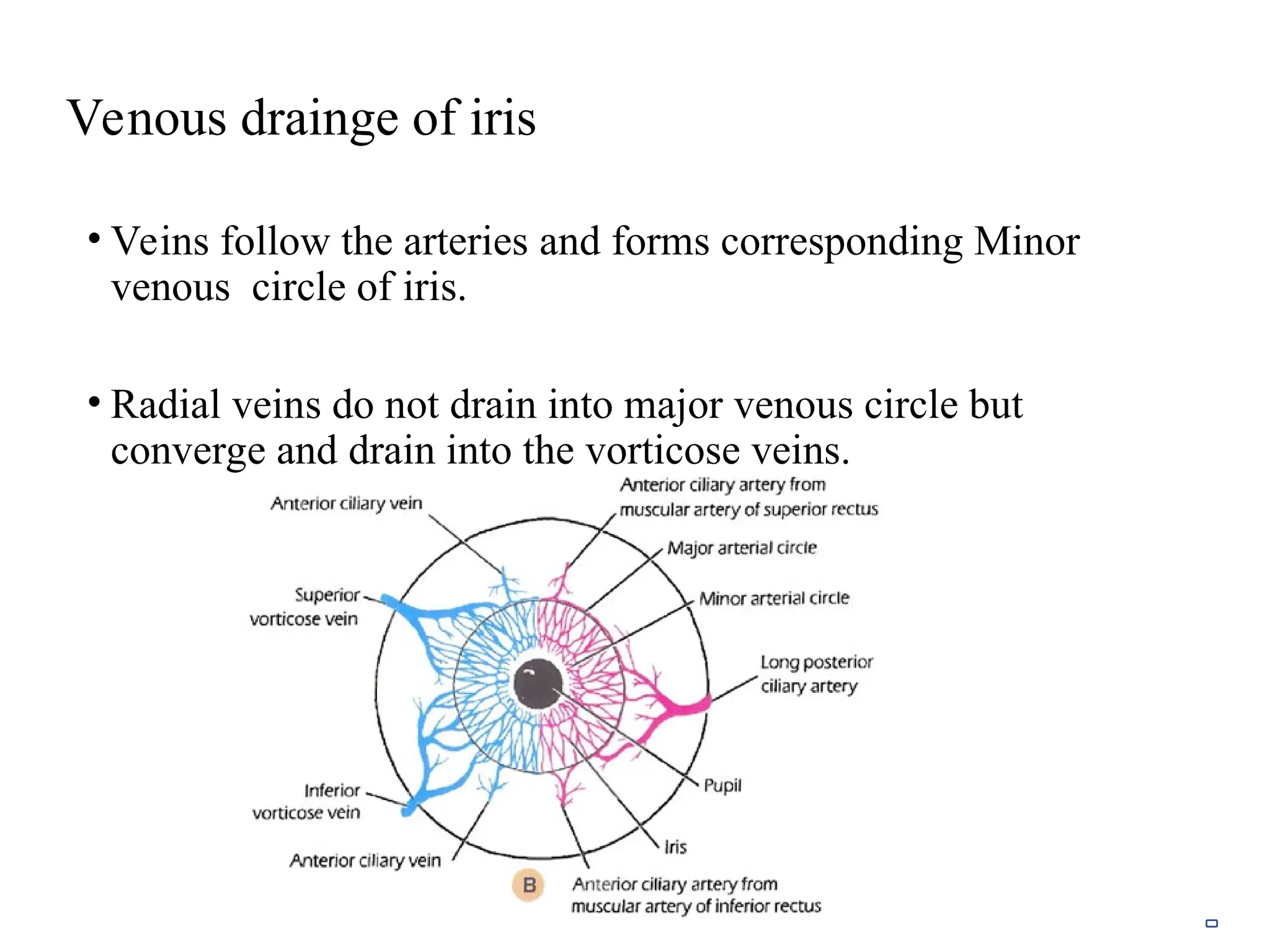 Anatomy of uvea and mechanism of uveitis.ppt